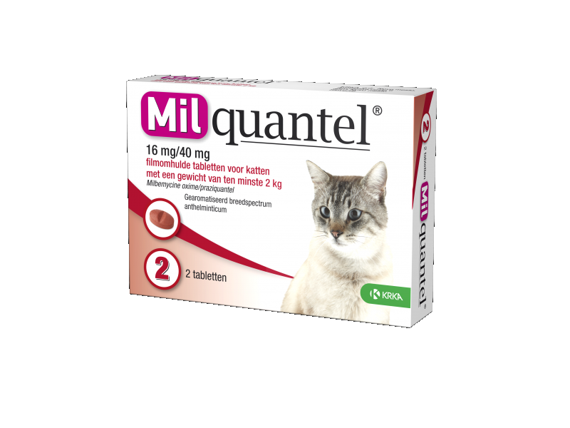 Ontwormen kat | Wormenkuur voor kittens