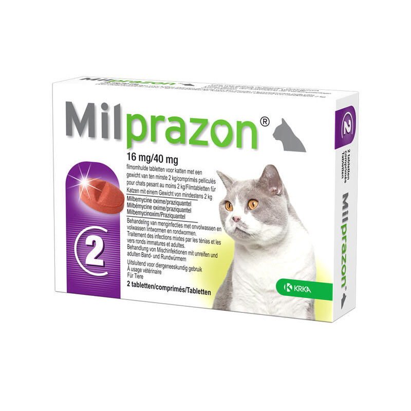 Ontwormen kat | Wormenkuur voor kittens